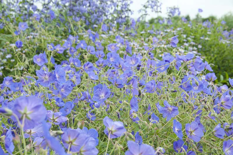 Geranium 'Orion' (Cranesbill)