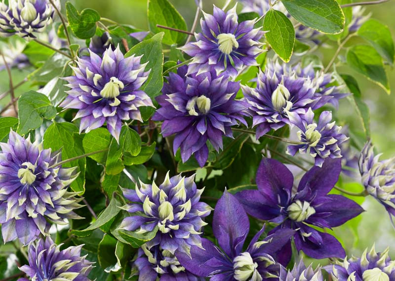 Clematis 'Taiga'