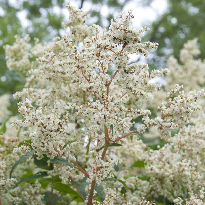 Persicaria polymorpha (White Fleece Flower)