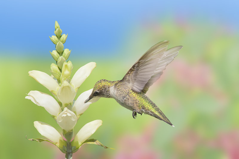 Chelone glabra (White Turtlehead)