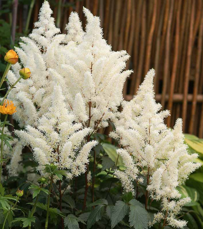 Astilbe 'Rock and Roll' (Arendsii Hybrid)