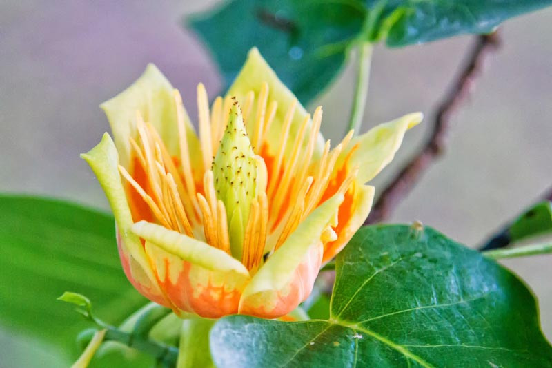 Liriodendron tulipifera (Tulip Tree)