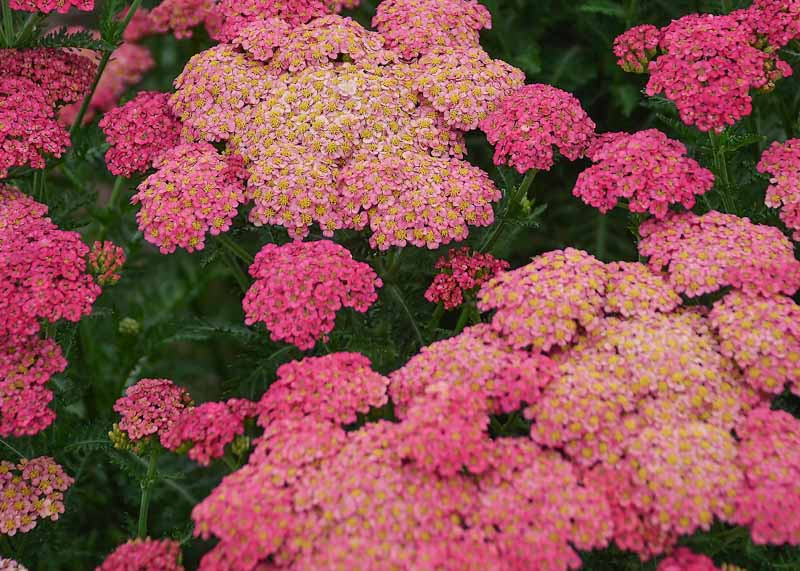 Achillea millefolium 'Sassy Summer Taffy' (Yarrow)