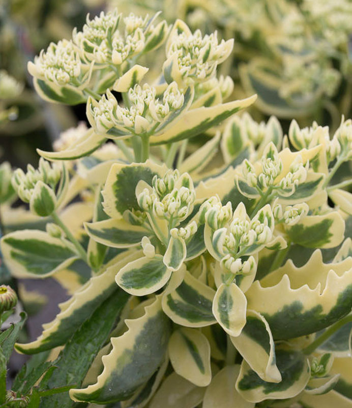 Sedum 'Autumn Charm' (Stonecrop)