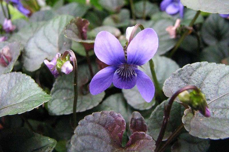 Viola labradorica (Labrador Violet)
