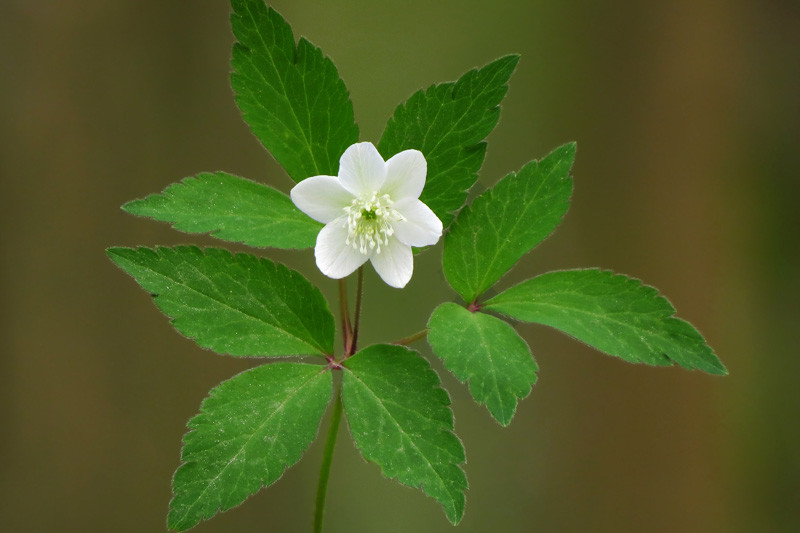 Anemone trifolia (Three-Leaved Anemone)