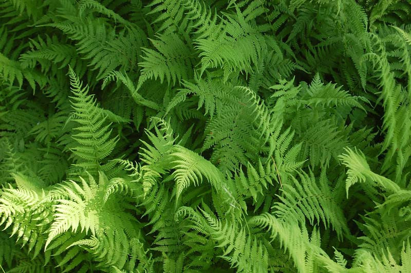 Thelypteris noveboracensis (New York Fern)