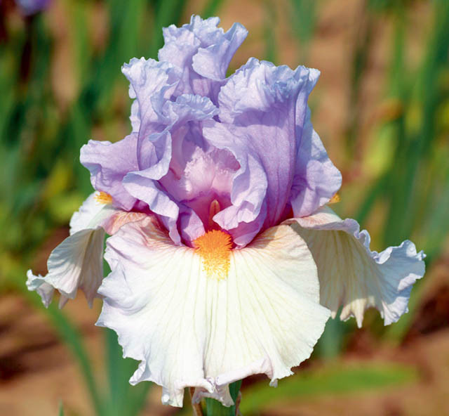 Iris 'Belgian Princess' (Bearded Iris)