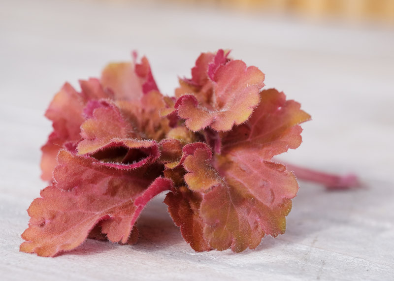 Heuchera Frilly (Coral Bells)