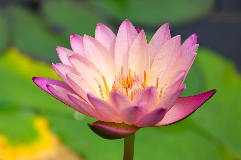 Nymphaea 'Pink Pearl' (Tropical Water Lily)