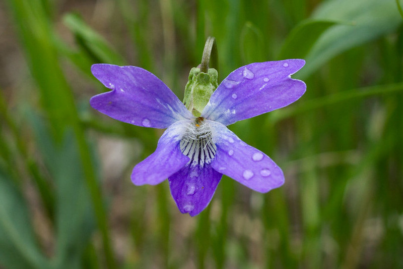 Viola pedatifida (Prairie Violet)