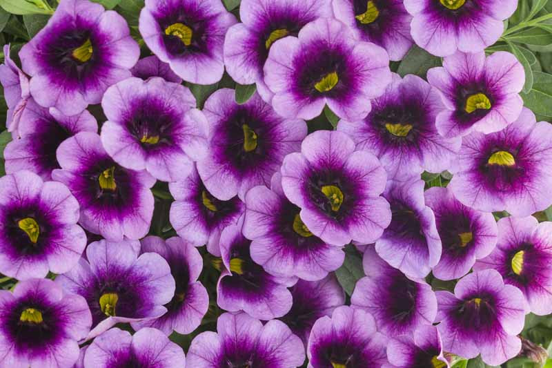 Calibrachoa 'Superbells Blue Moon Punch'