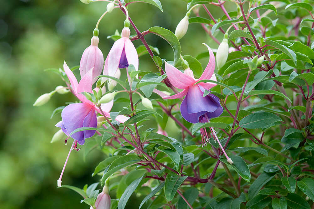 Fuchsia 'Border Queen'