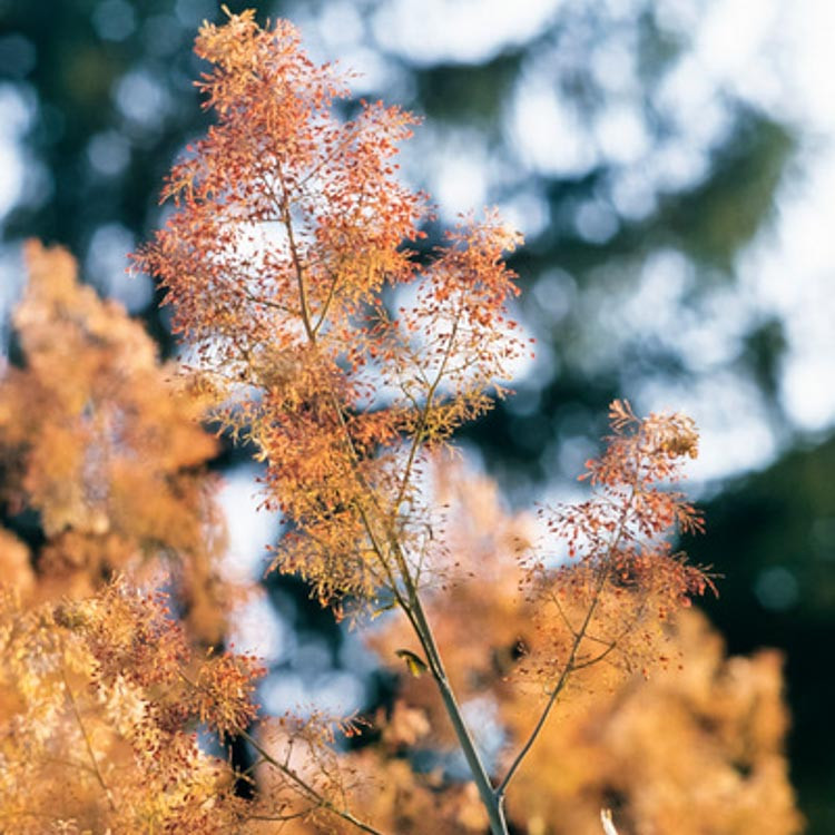 Macleaya microcarpa 'Kelway's Coral Plume' (Plume Poppy)