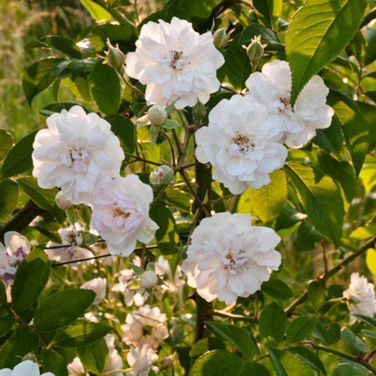 Rosa 'Paul's Himalayan Musk' (Rambling Rose)