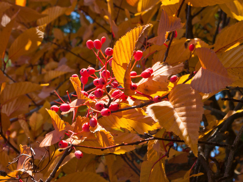 Sorbus alnifolia (Korean Mountain Ash)