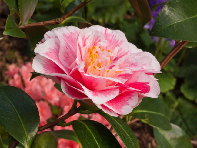 Camellia japonica 'Lavinia Maggi'