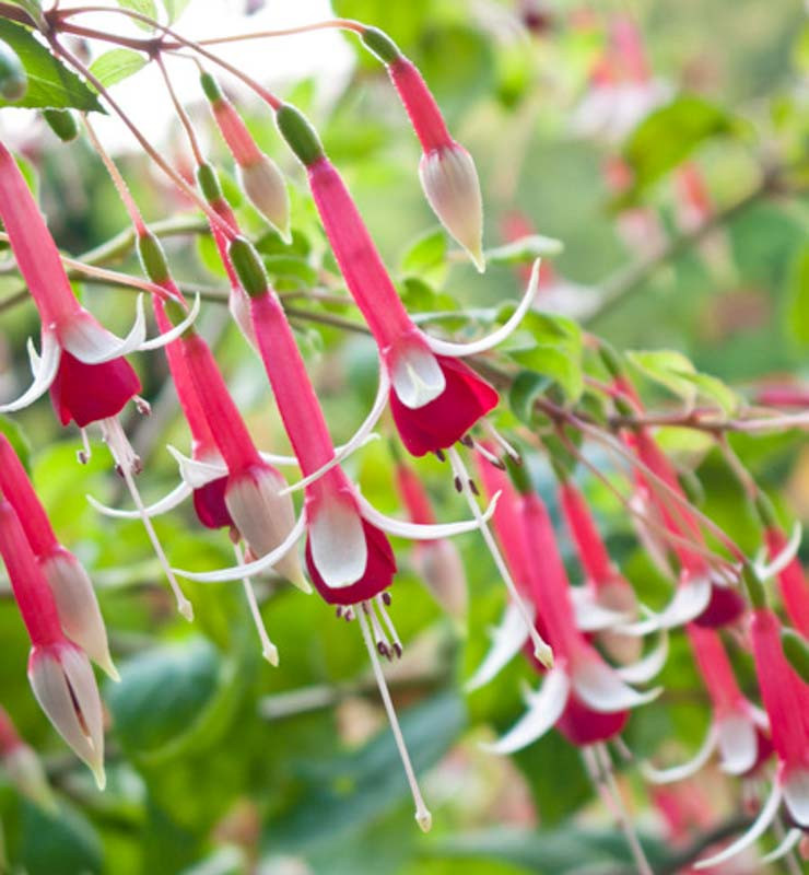 Fuchsia 'Checkerboard'