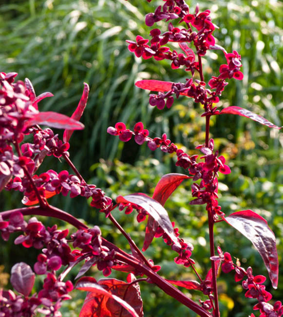 Atriplex hortensis var. rubra (Red Mountain Spinach)