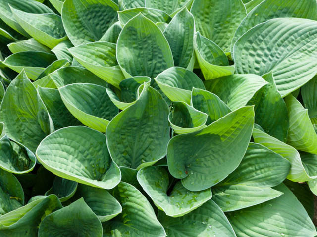 Hosta gracillima (Plantain Lily)