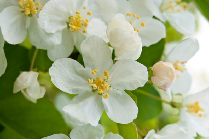 Malus sargentii (Sargent Crabapple)