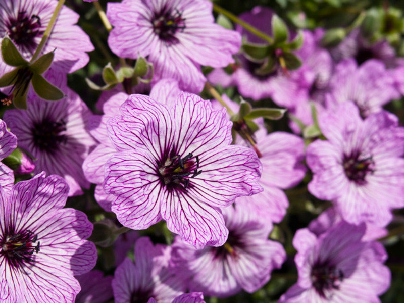 Geranium (Cinereum Group) 'Ballerina' (Ashy Cranesbill)