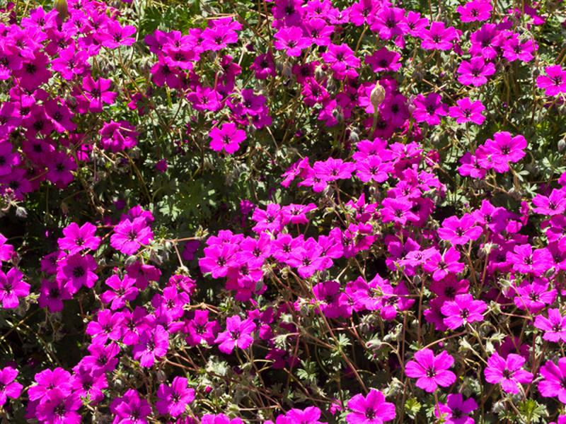 Geranium subcaulescens 'Giuseppii' (Black-Eyed Magenta Cranesbill)