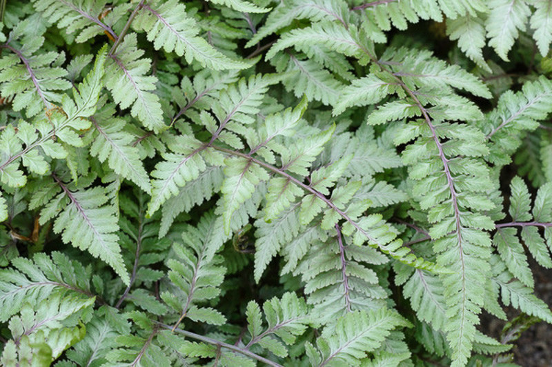 Athyrium niponicum var. pictum 'Metallicum' (Painted Lady Fern)