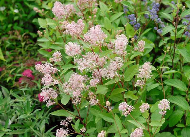 Ceanothus × pallidus 'Marie Simon' (California Lilac)