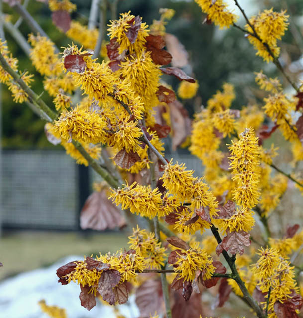 Hamamelis 'Brevipetala' (Witch Hazel)