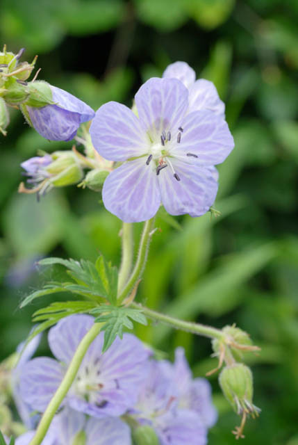 Geranium pratense 'Mrs Kendall Clark' (Meadow Cranesbill)
