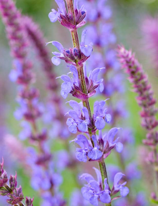 Salvia x sylvestris 'Tanzerin' (Wood Sage)