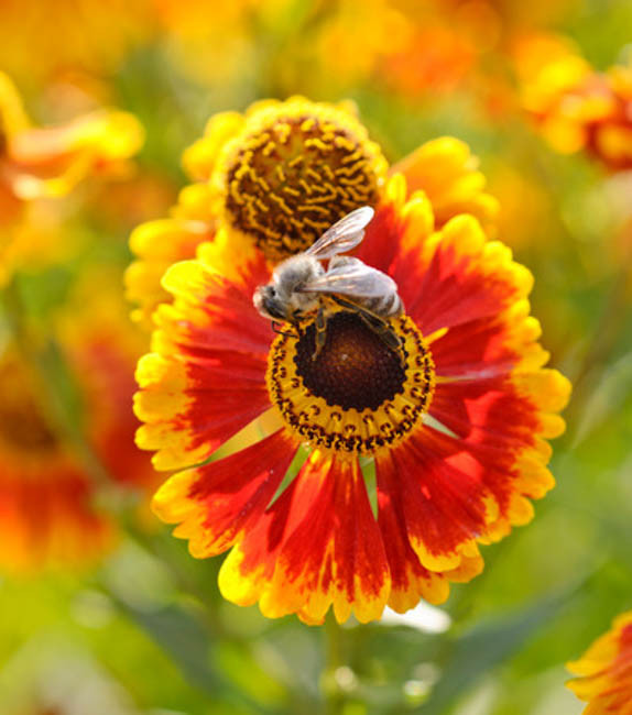 Helenium 'Biedermeier' (Sneezeweed)