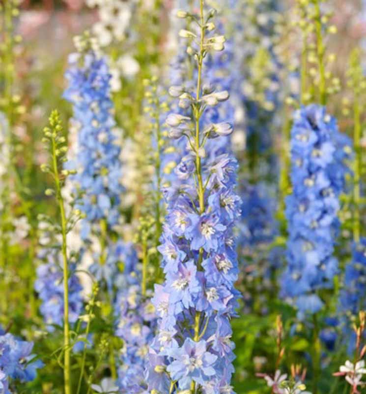 Delphinium 'Magic Fountain Sky Blue' (Candle Larkspur)