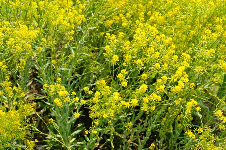 Isatis tinctoria (Dyers Woad)