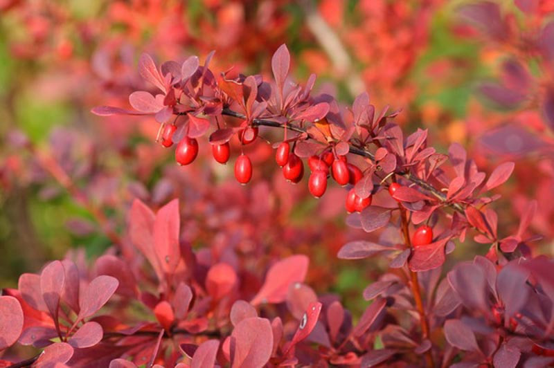 Berberis thunbergii f. atropurpurea (Purple Japanese Barberry)