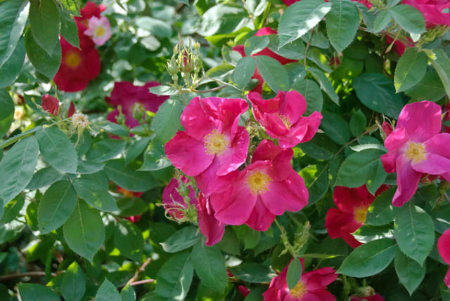 Rosa moyesii (Moyes Rose)