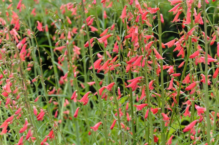 Penstemon barbatus 'Coccineus' (Beardtongue)