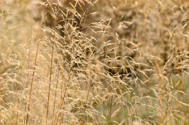 Deschampsia cespitosa (Tufted Hair Grass)