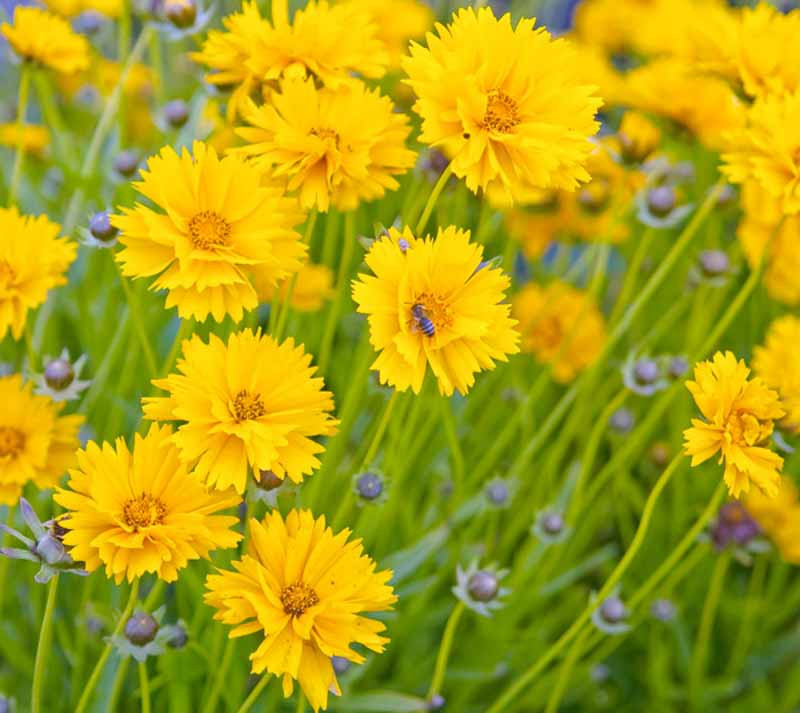 Coreopsis grandiflora 'Sunray' (Tickseed)
