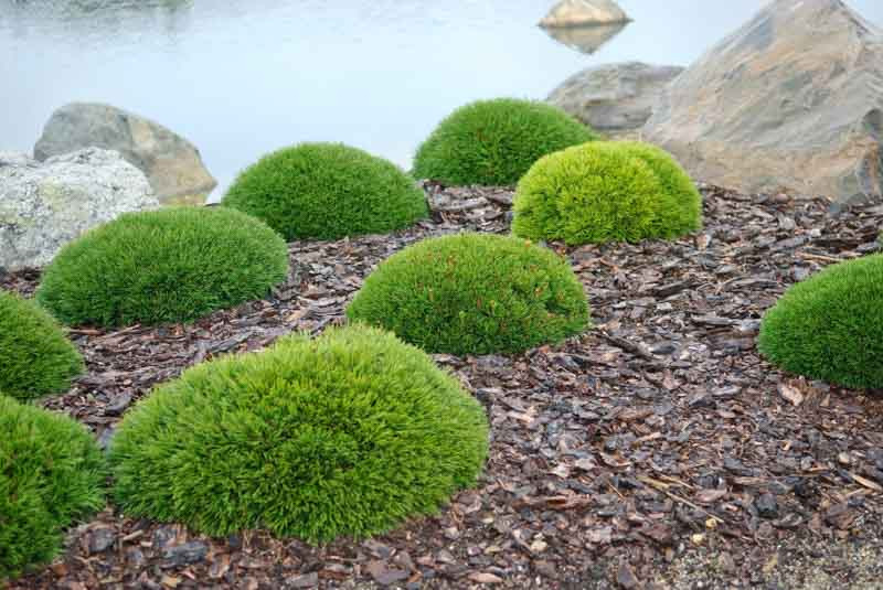 Pinus mugo var. pumilio (Dwarf Mountain Pine)