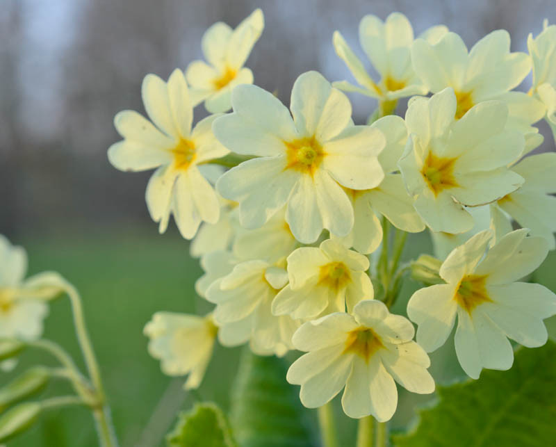 Primula elatior (Oxlip)