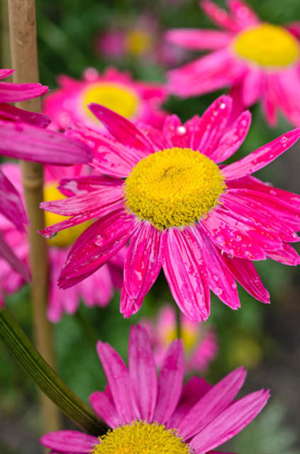 Tanacetum coccineum (Painted Daisy)