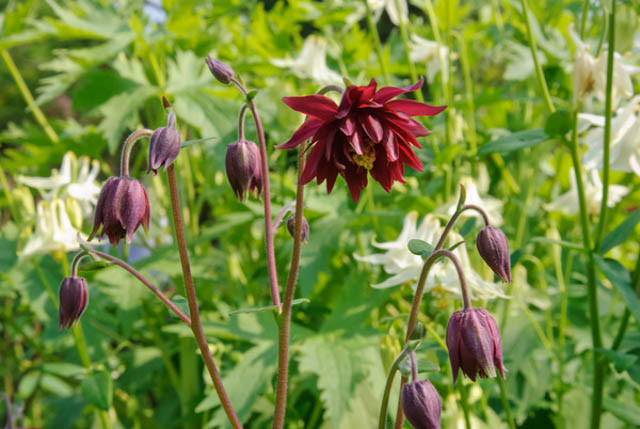 Aquilegia vulgaris var. stellata 'Ruby Port' (Columbine)