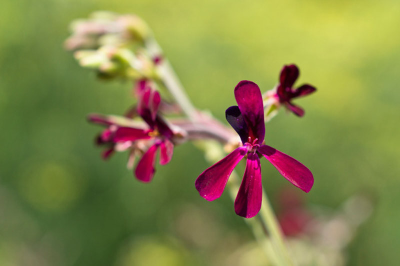 Pelargonium sidoides (African Geranium)