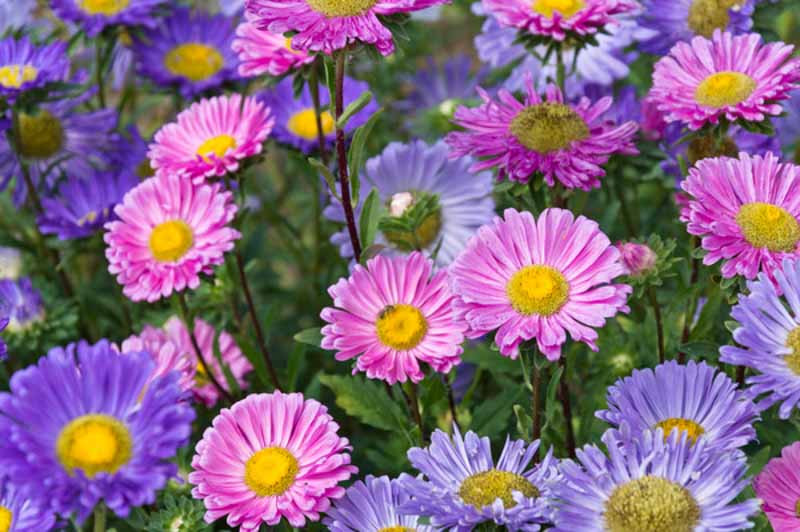 Callistephus chinensis (China Aster)