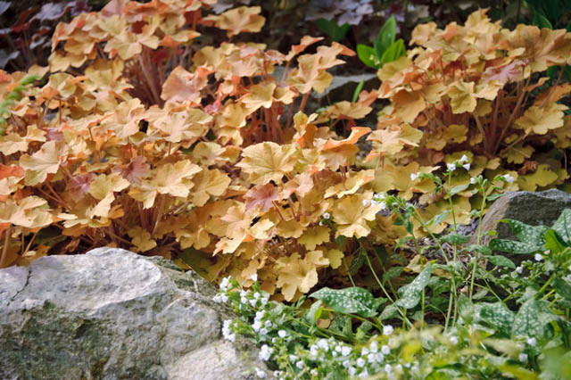 Heuchera 'Caramel' (Coral Bells)