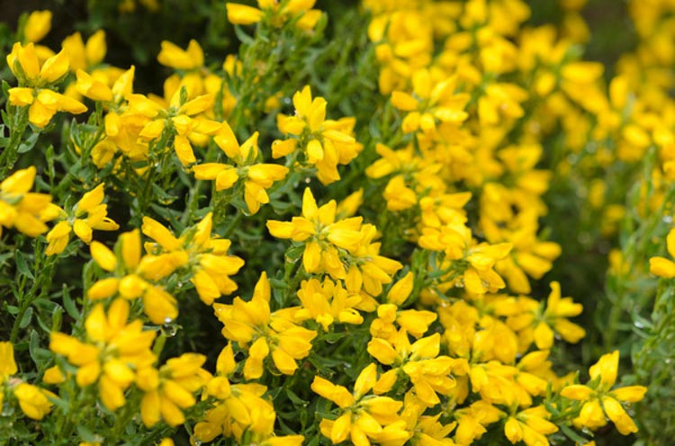 Genista hispanica (Spanish Broom)