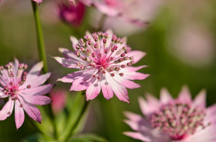 Astrantia major 'Roma' (Great Masterwort)