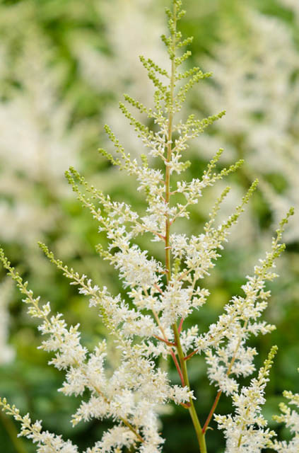 Astilbe 'Diamond' (Arendsii Hybrid)